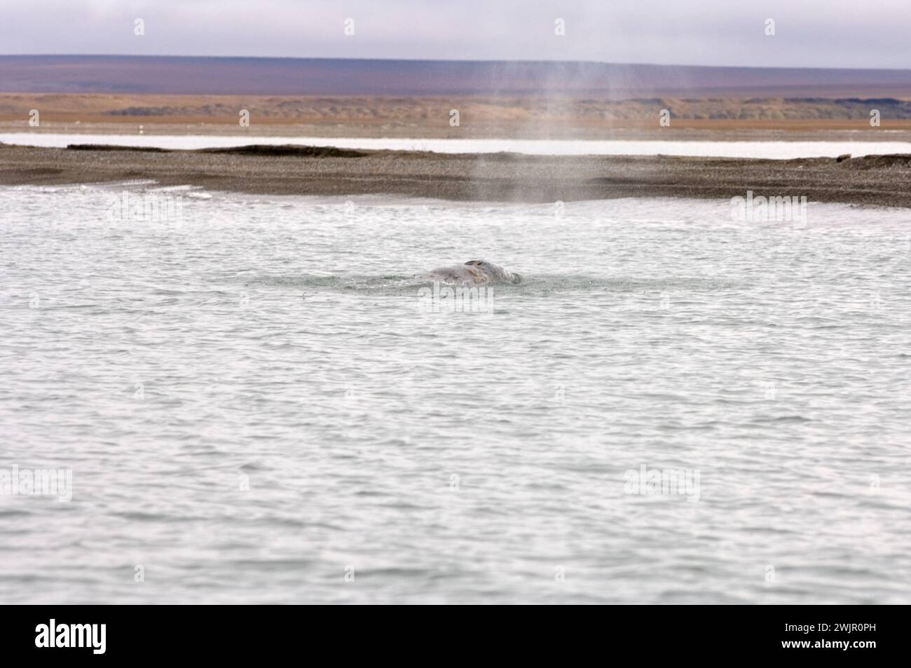 gray whale Eschrichtius robustus summer rubbing scrating barnacles and ...