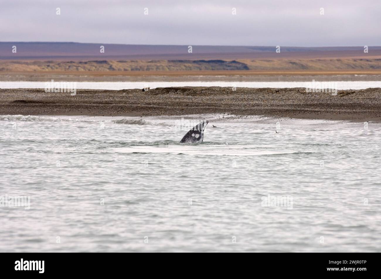 gray whale Eschrichtius robustus summer rubbing scrating barnacles and ...