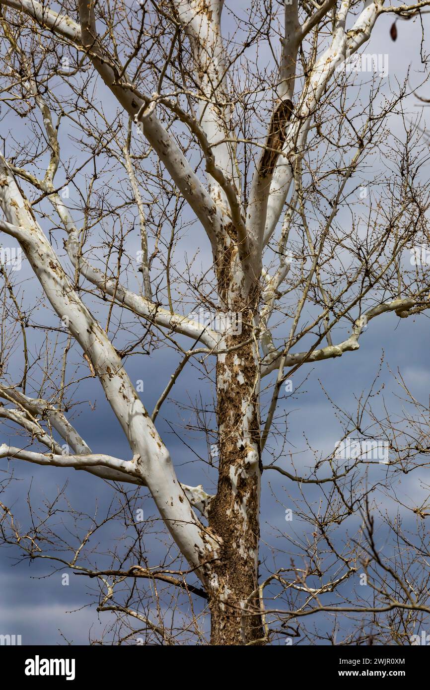 American sycamore hi-res stock photography and images - Alamy
