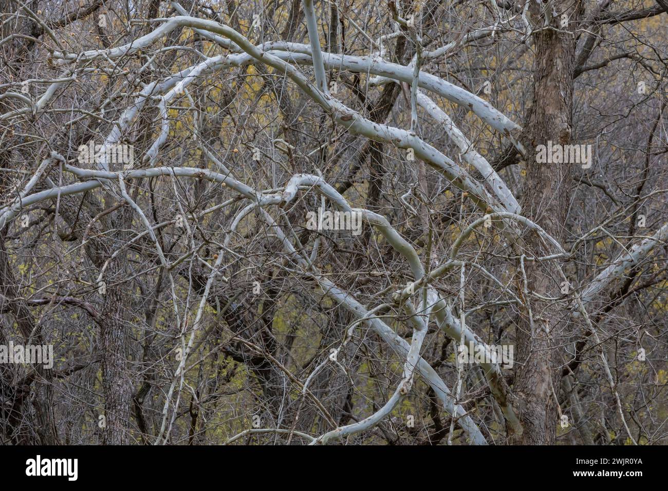 American Sycamore, Platanus occidentalis, in bottomland forest of ...