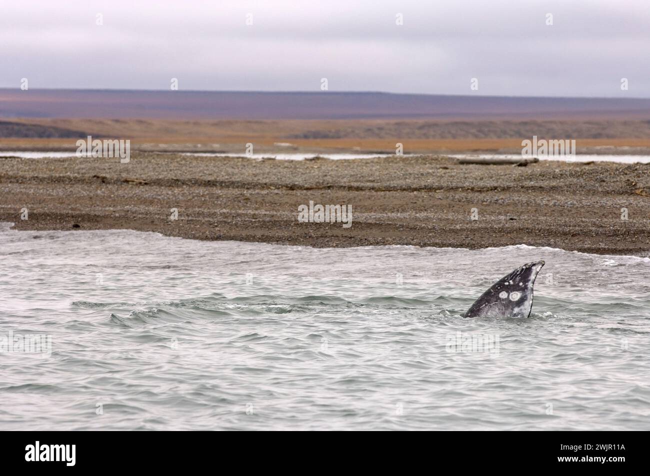 gray whale Eschrichtius robustus summer rubbing scrating barnacles and ...