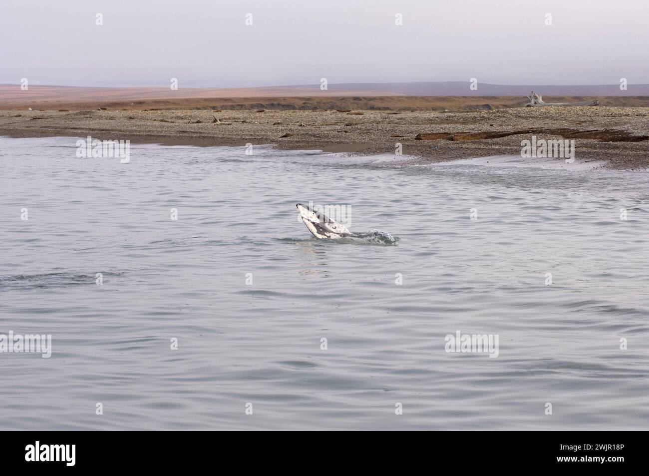 gray whale Eschrichtius robustus summer rubbing scrating barnacles and ...