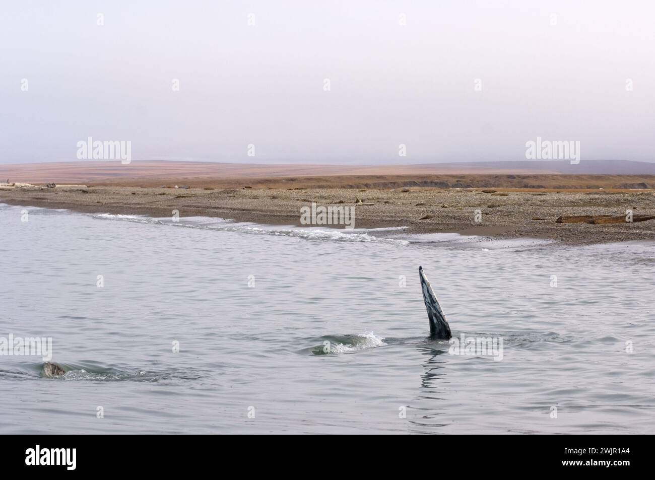 gray whale Eschrichtius robustus summer rubbing scrating barnacles and ...