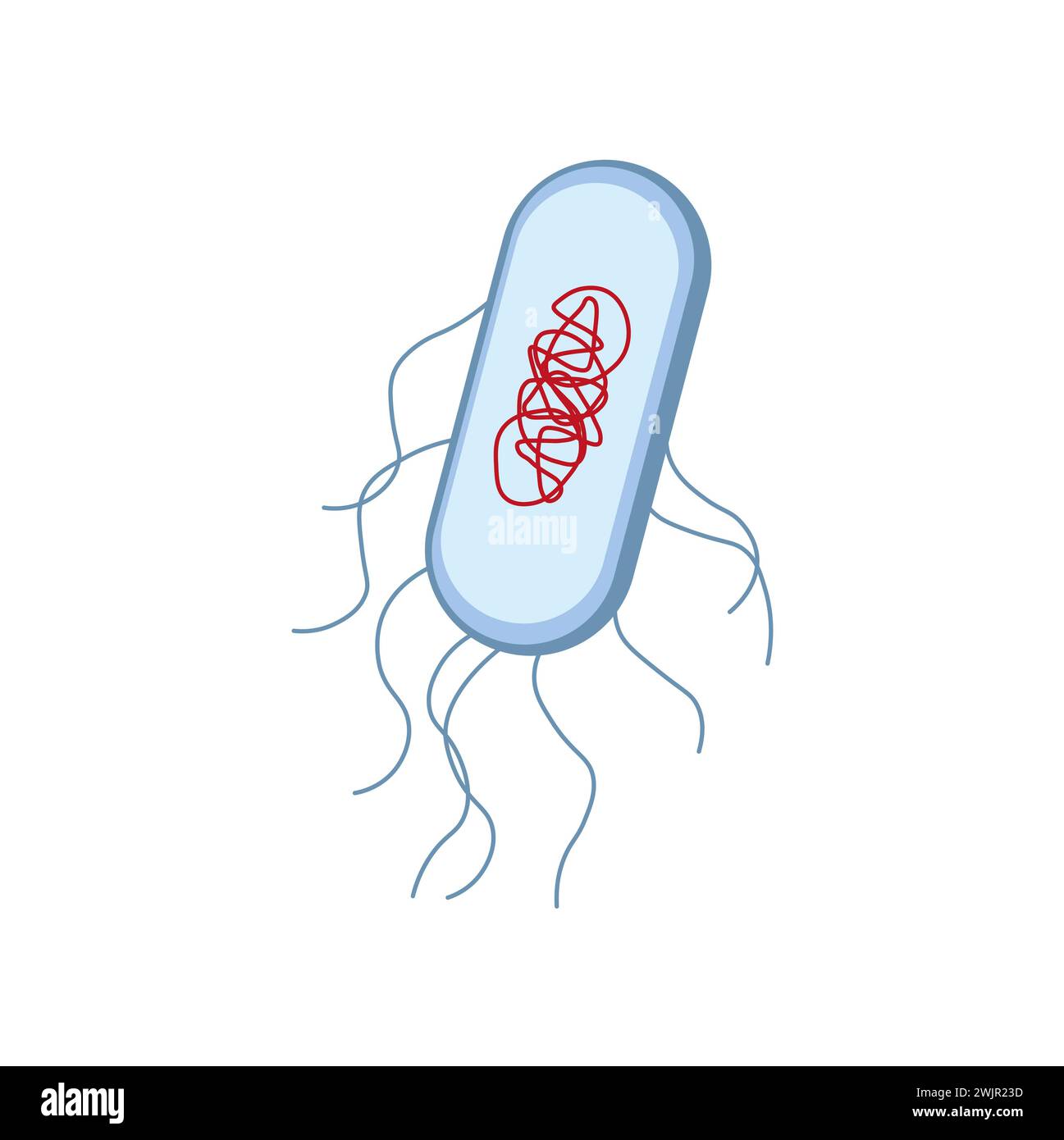 Escherichia coli bacterium, illustration Stock Photo - Alamy