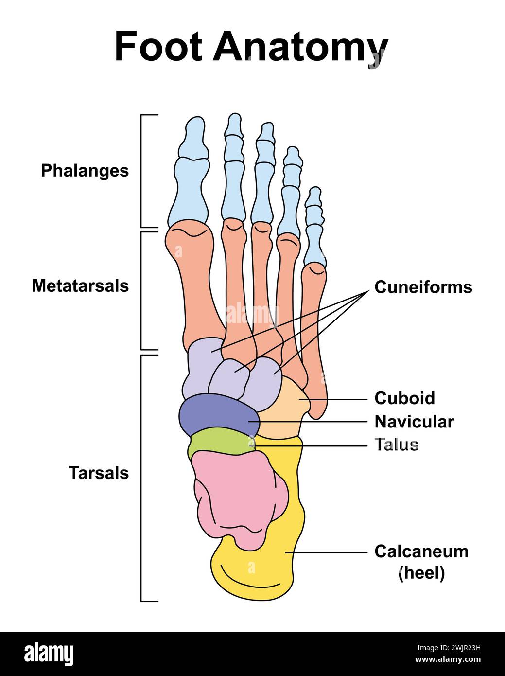 Foot bones, illustration Stock Photo - Alamy