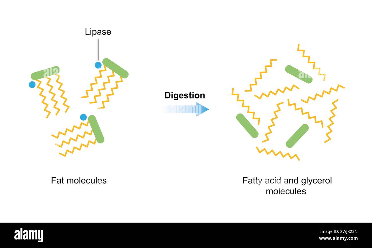 Fat molecule digestion, illustration Stock Photo - Alamy