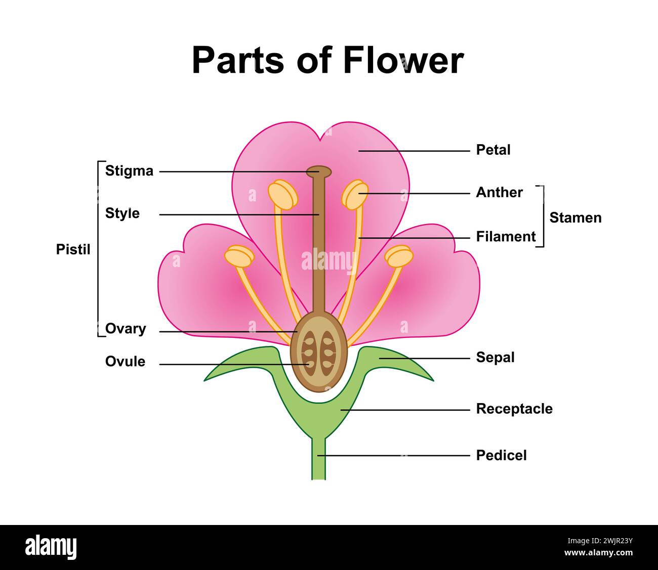 Flower anatomy, illustration Stock Photo - Alamy