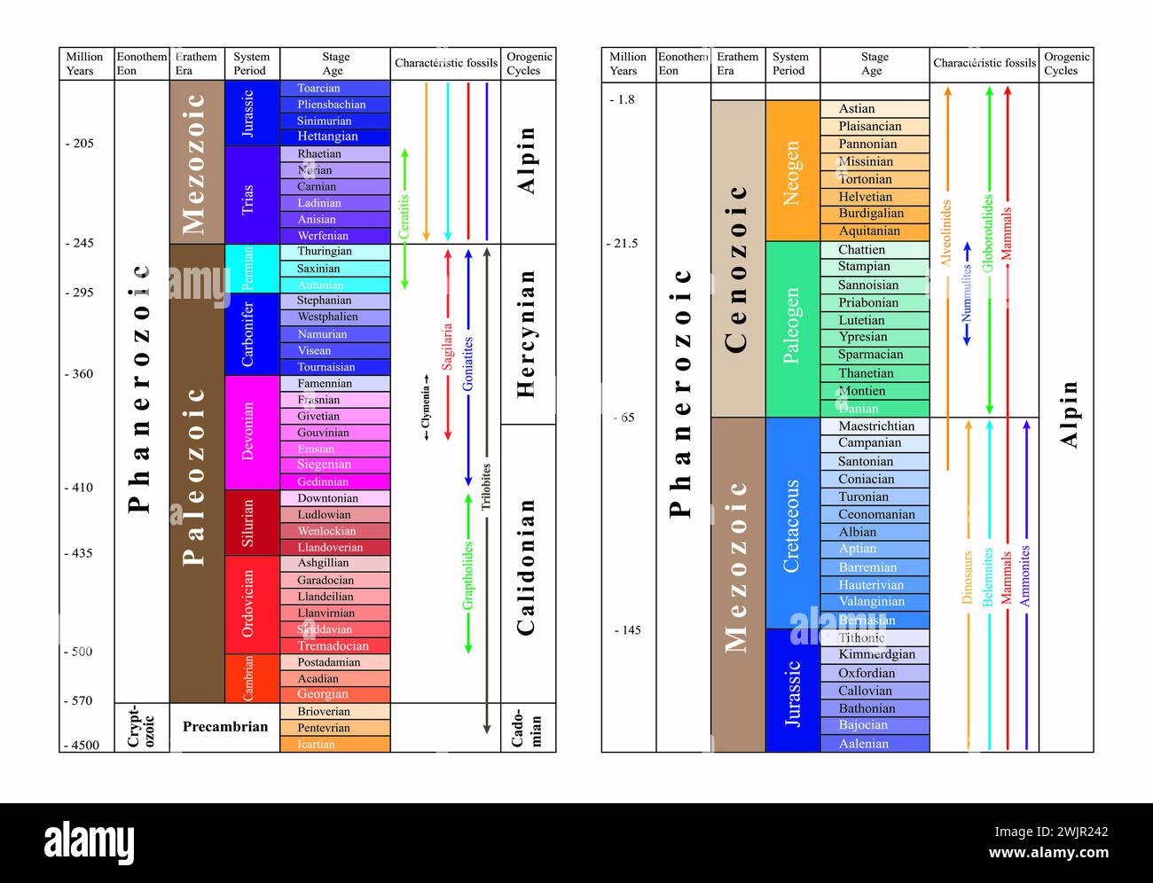 Geochronological scale, illustration Stock Photo - Alamy