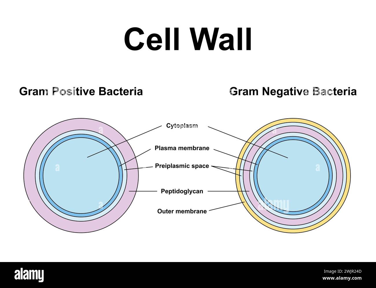 Gram positive and Gram negative bacteria, illustration Stock Photo - Alamy