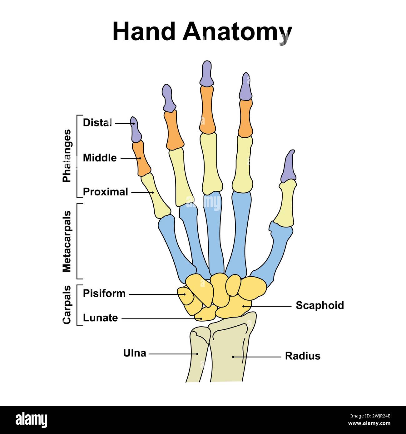 Labeled human bones hi-res stock photography and images - Alamy