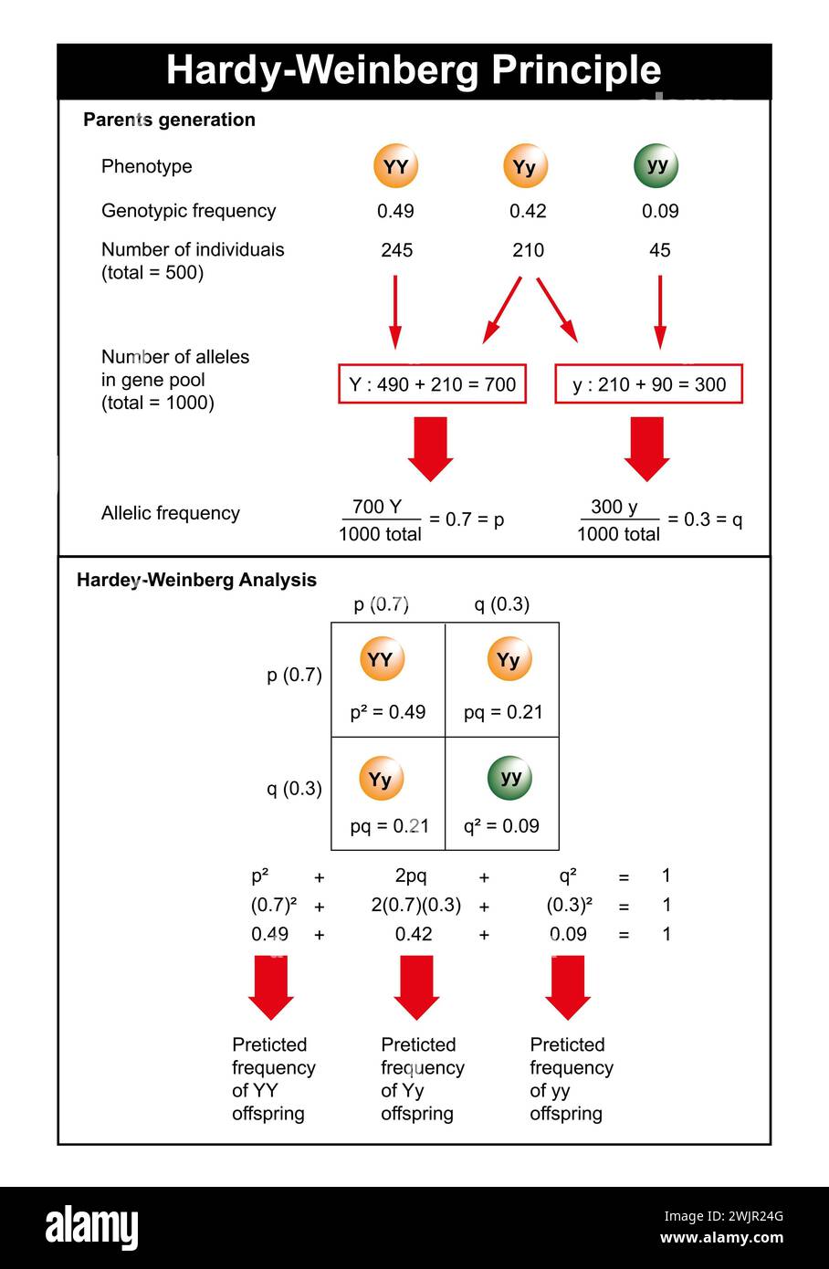 Labeled egg hi-res stock photography and images - Alamy