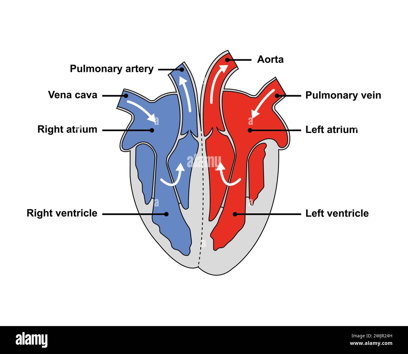 Labelled human heart hi-res stock photography and images - Alamy