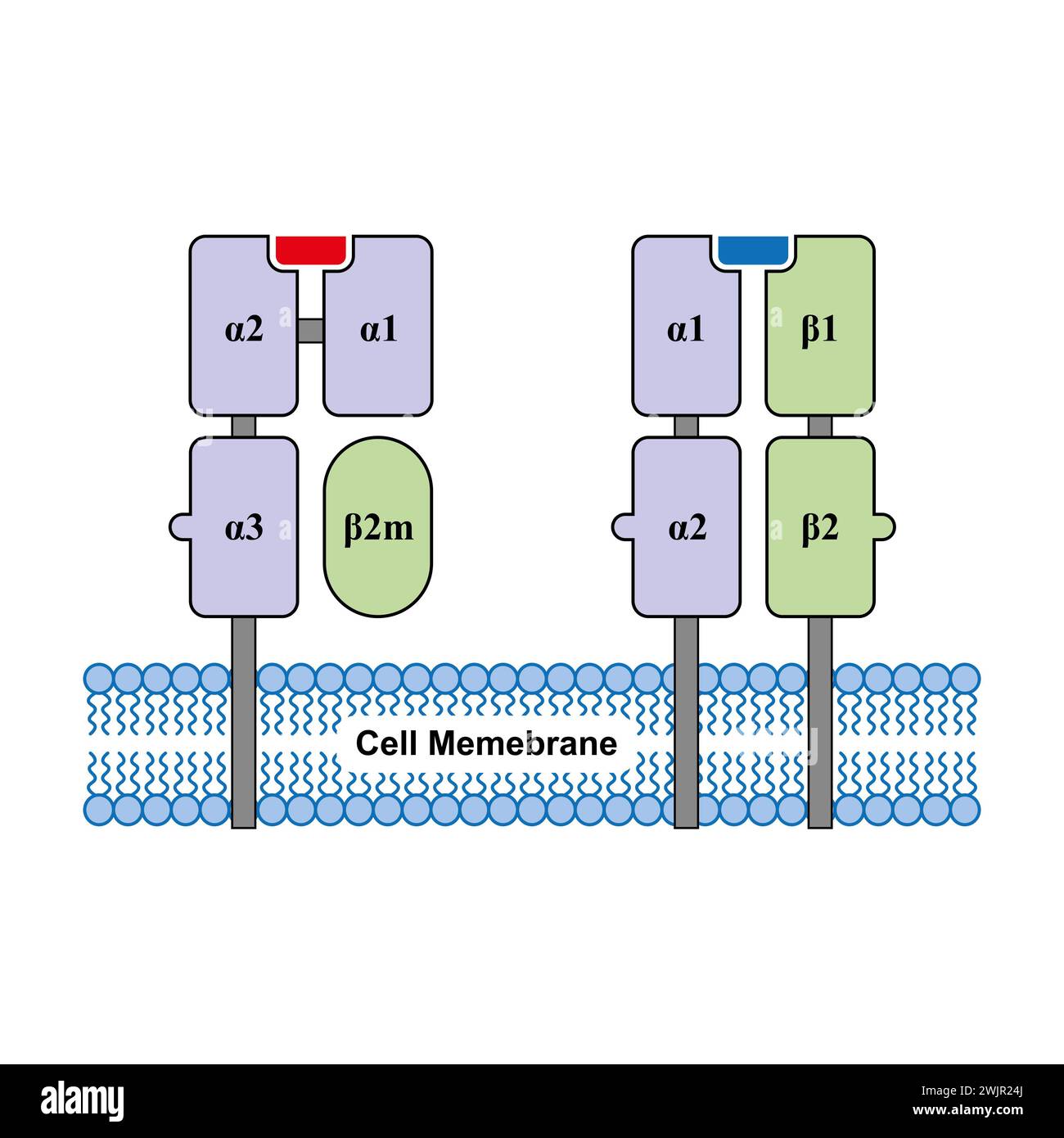 HLA class 1 and class 2 molecules, illustration Stock Photo - Alamy