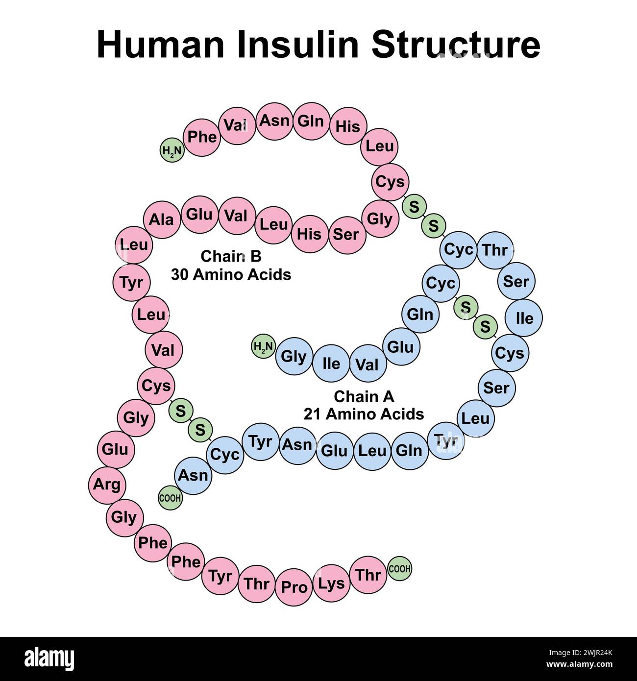 Human insulin structure, illustration Stock Photo - Alamy