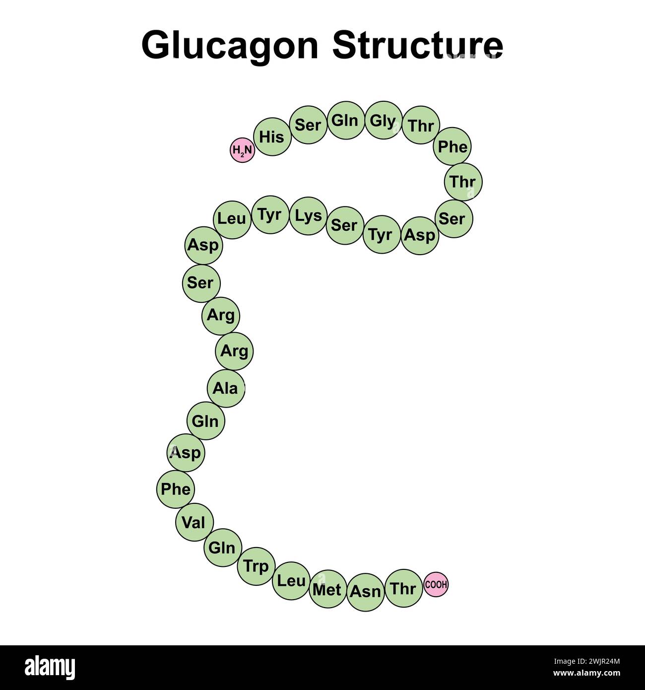 Glucagon structure, illustration Stock Photo - Alamy