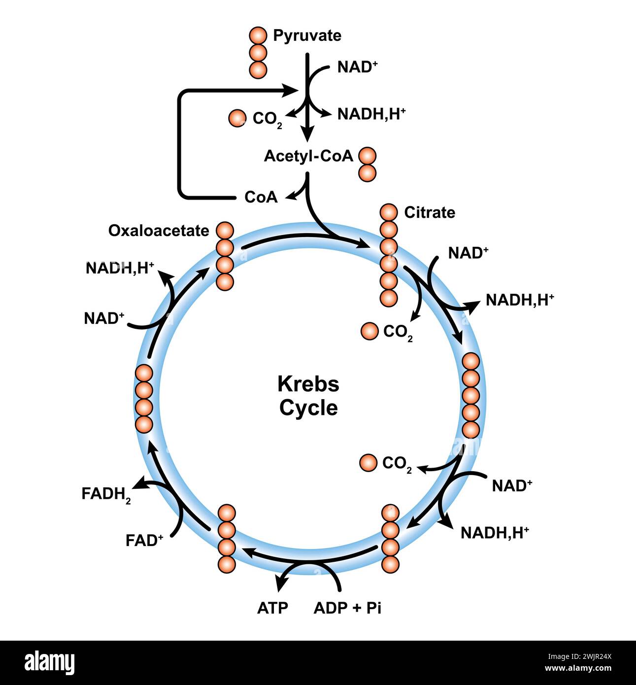 Citric acid cycle hi-res stock photography and images - Alamy