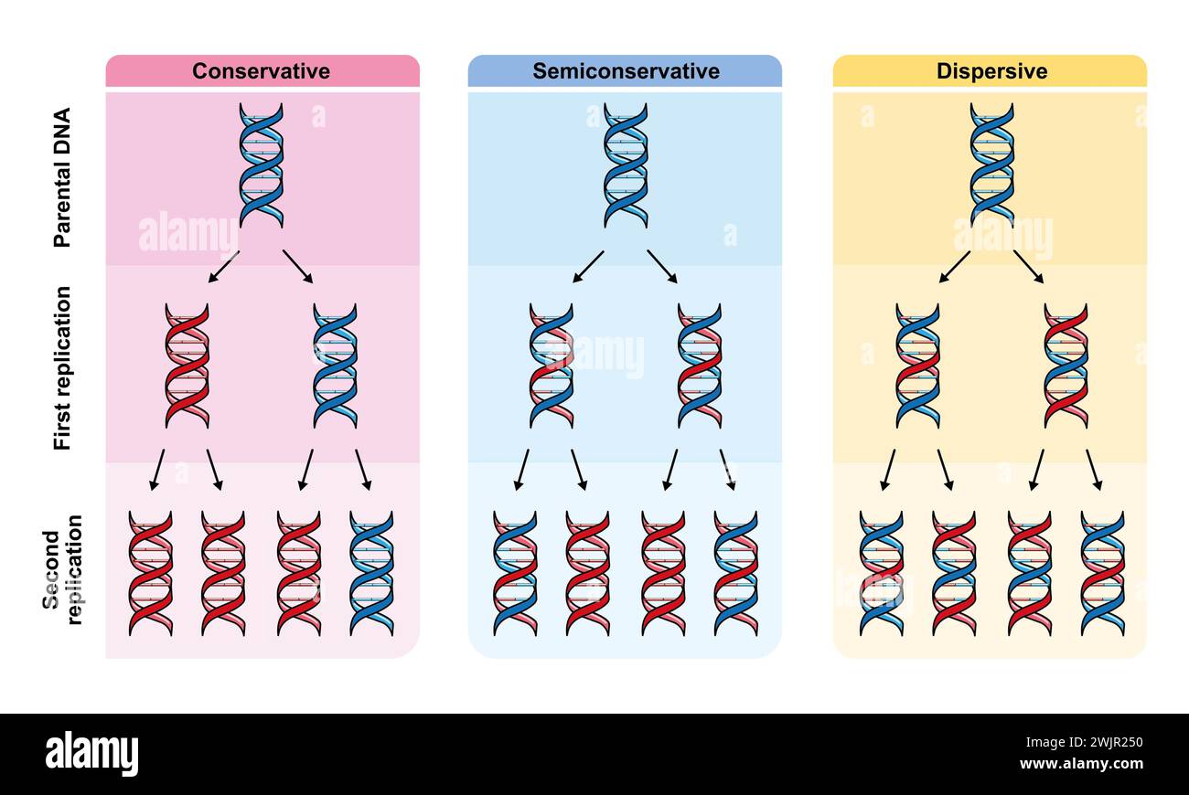 Replication models of DNA, illustration Stock Photo - Alamy