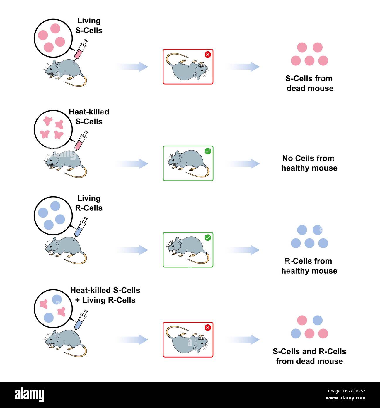 Griffith Experiment Frederick Griffith | DNA Experiments & Discoveries