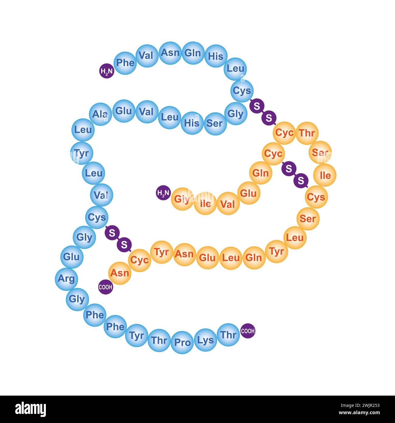 Human insulin structure, illustration Stock Photo - Alamy