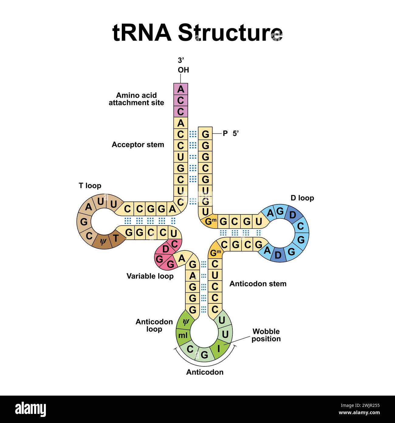 Transfer RNA, illustration Stock Photo - Alamy Transfer RNA, illustration Stock Photo - Alamy