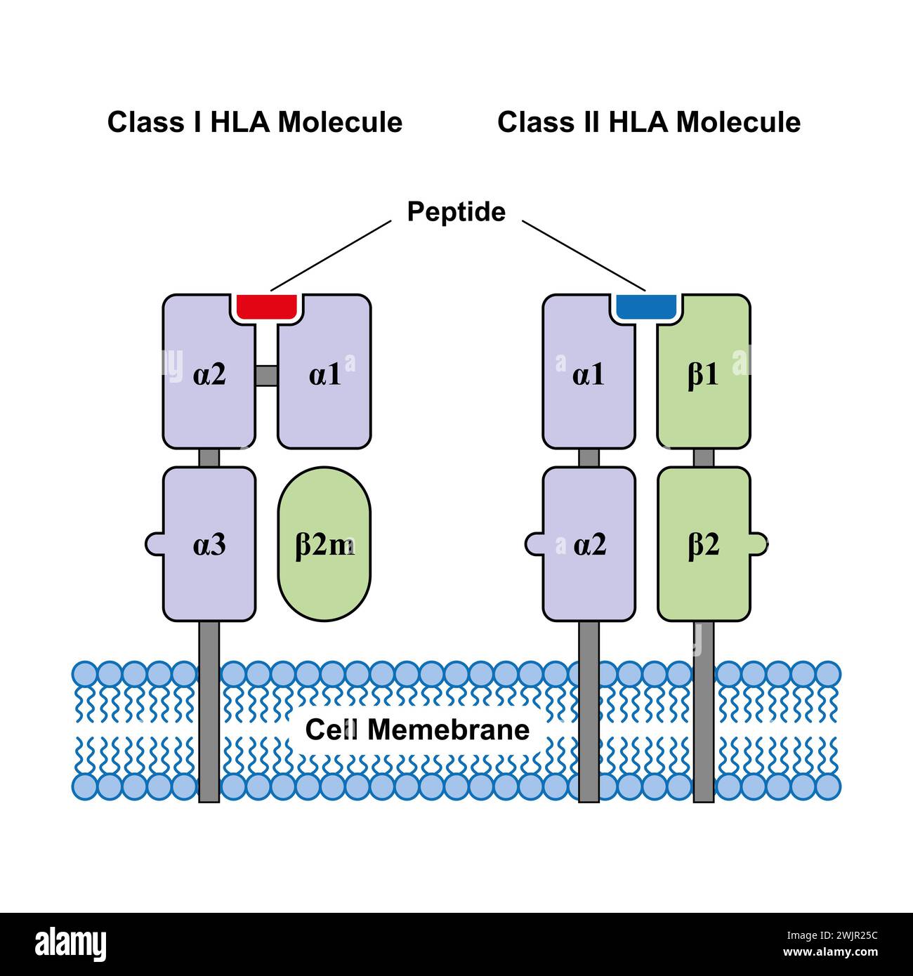 HLA class 1 and class 2 molecules, illustration Stock Photo - Alamy
