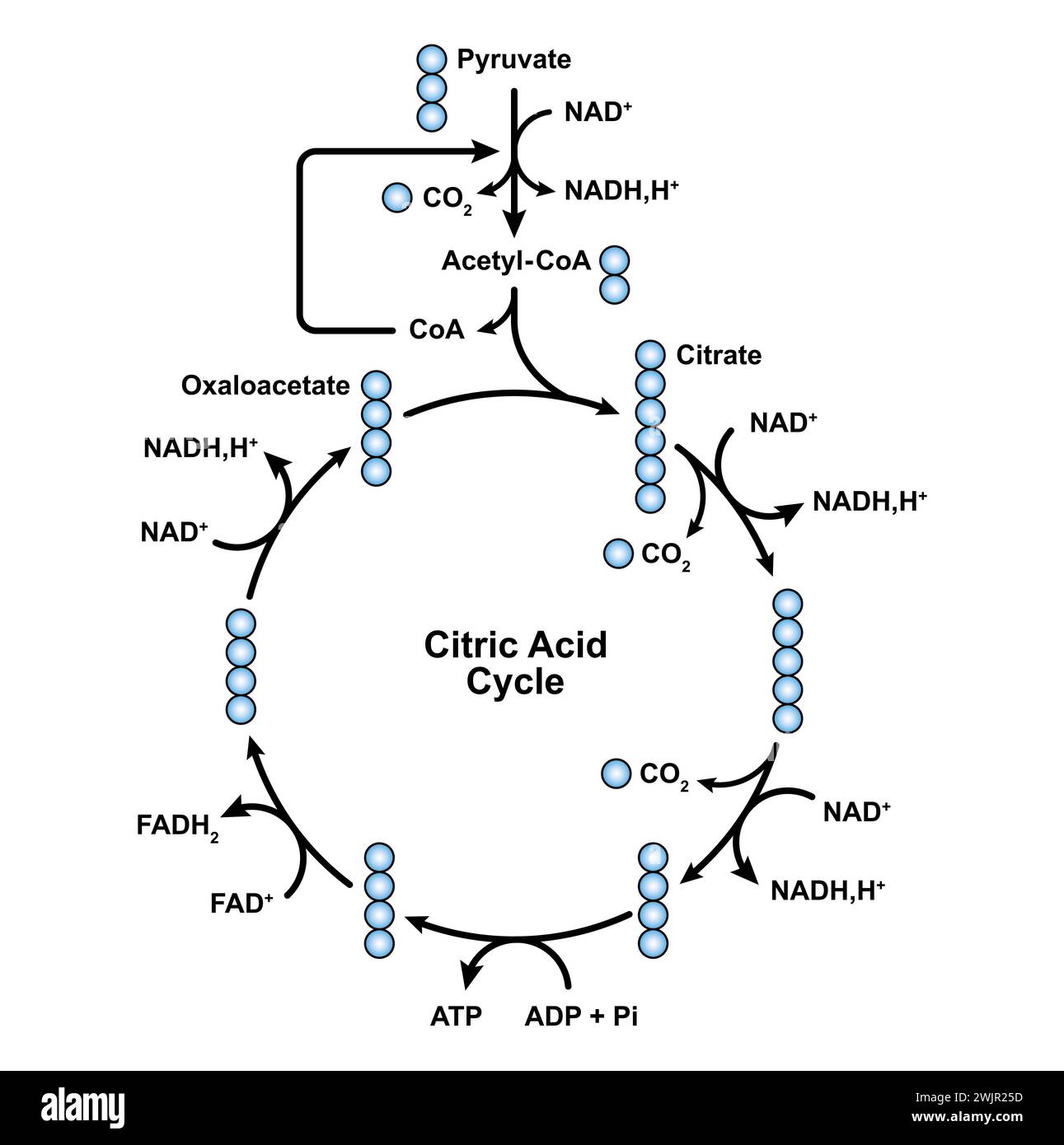 Citric acid cycle, illustration Stock Photo - Alamy