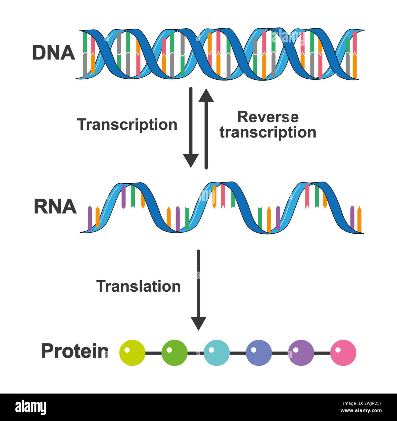 Transcription and translation, illustration Stock Photo - Alamy