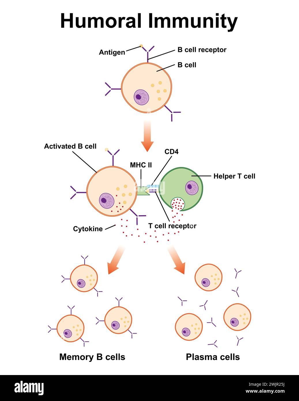 Humoral immunity, illustration Stock Photo - Alamy
