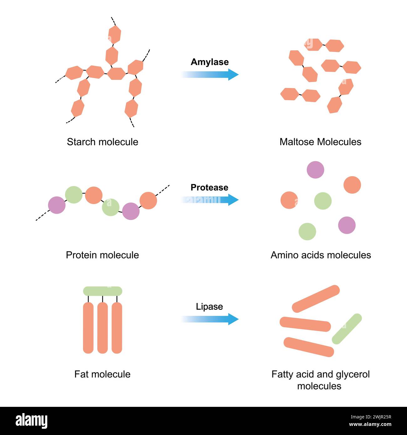 Hydrolysis of starch by enzyme amylase hi-res stock photography and ...