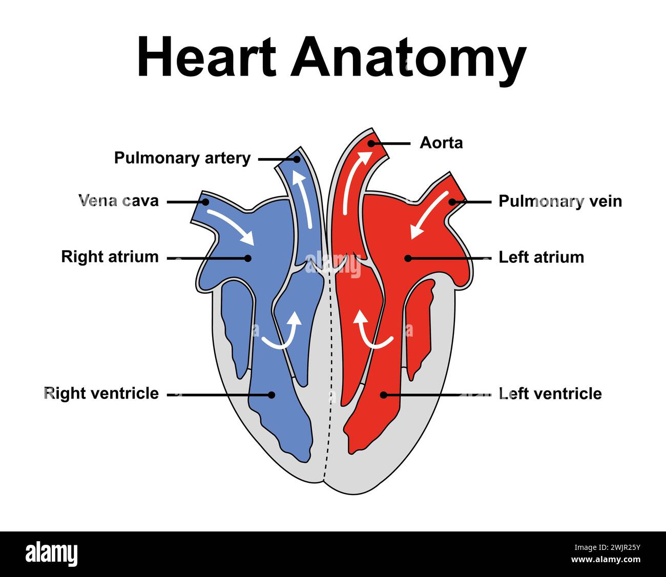 Heart anatomy, illustration Stock Photo - Alamy