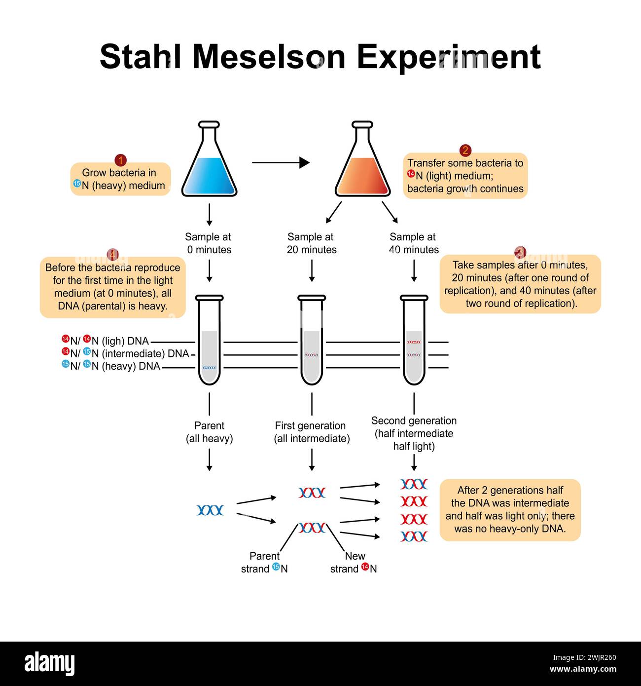 Dna double helix labeled hi-res stock photography and images - Alamy