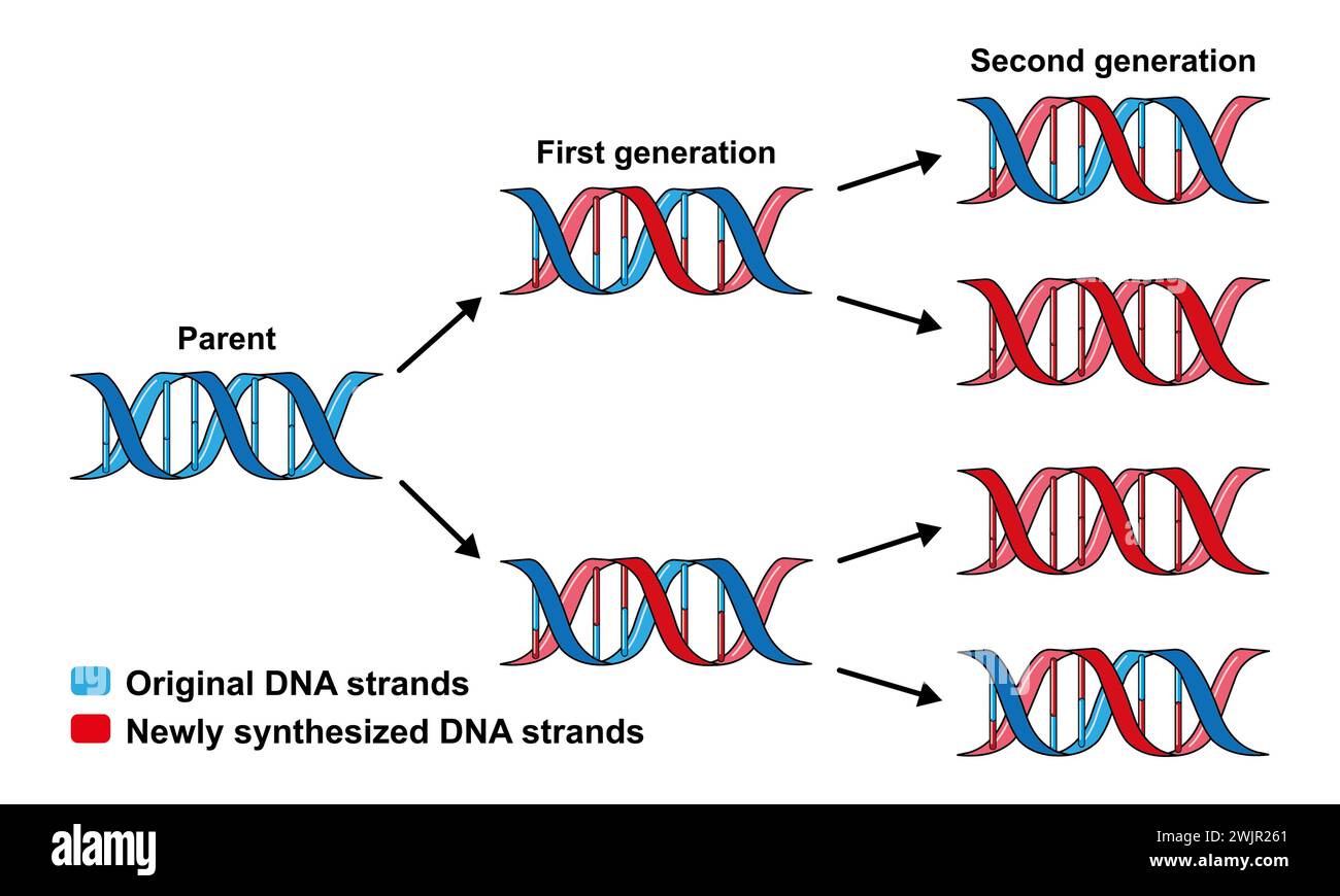 Dna double helix labeled hi-res stock photography and images - Alamy