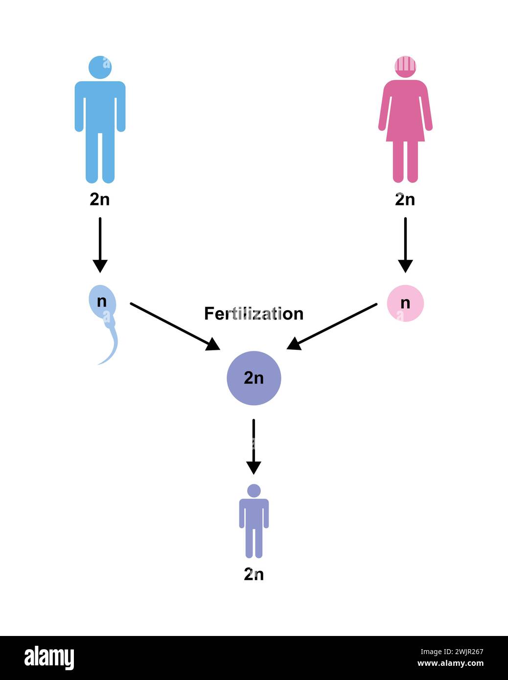 Human reproduction, illustration Stock Photo - Alamy
