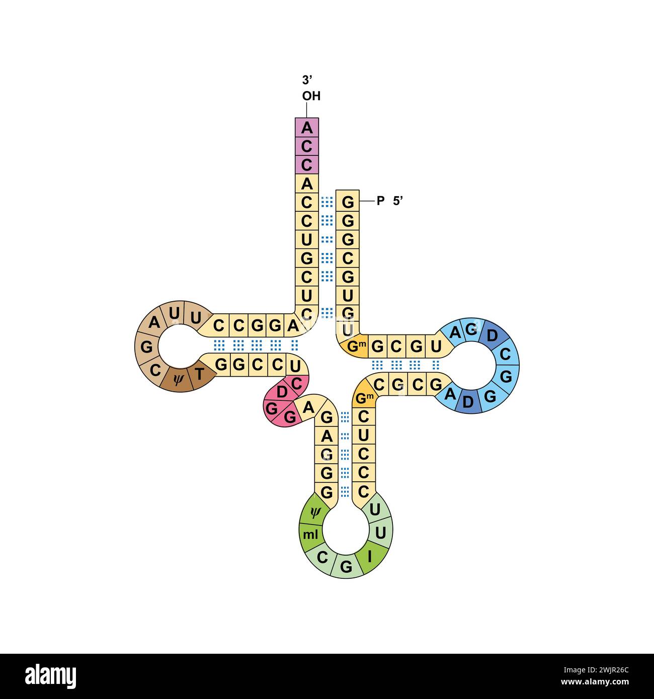 Transfer RNA, illustration Stock Photo - Alamy Transfer RNA, illustration Stock Photo - Alamy