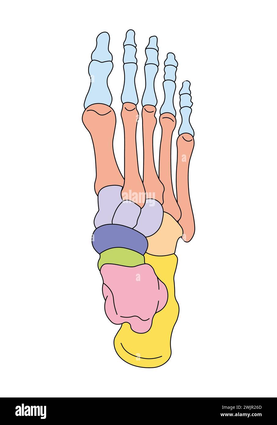 Foot bones, illustration Stock Photo - Alamy