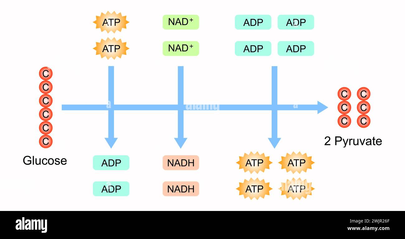 Glycolysis hi-res stock photography and images - Alamy
