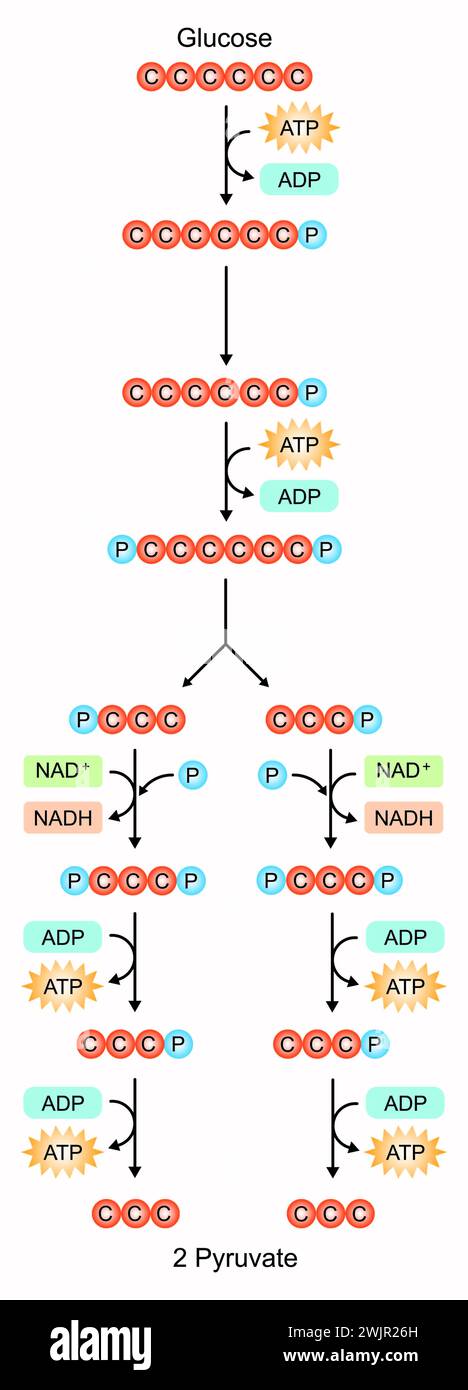 Stages of glycolysis hi-res stock photography and images - Alamy