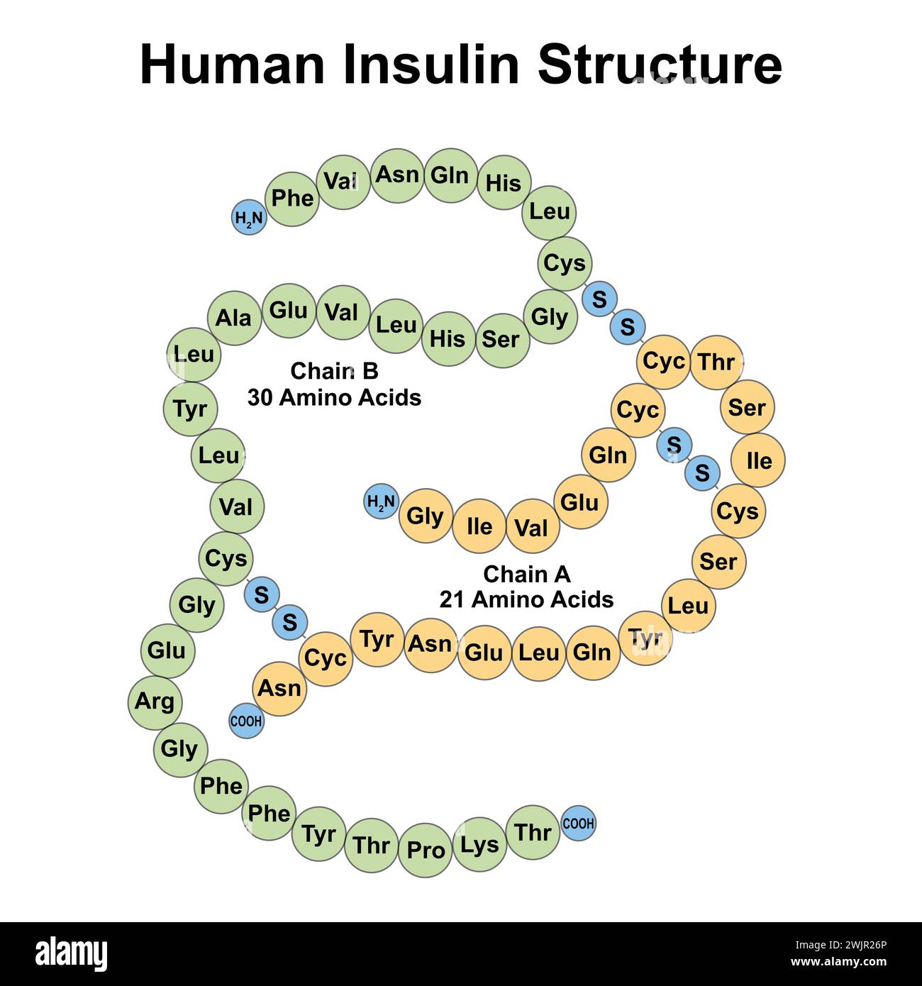 Human insulin structure, illustration Stock Photo - Alamy