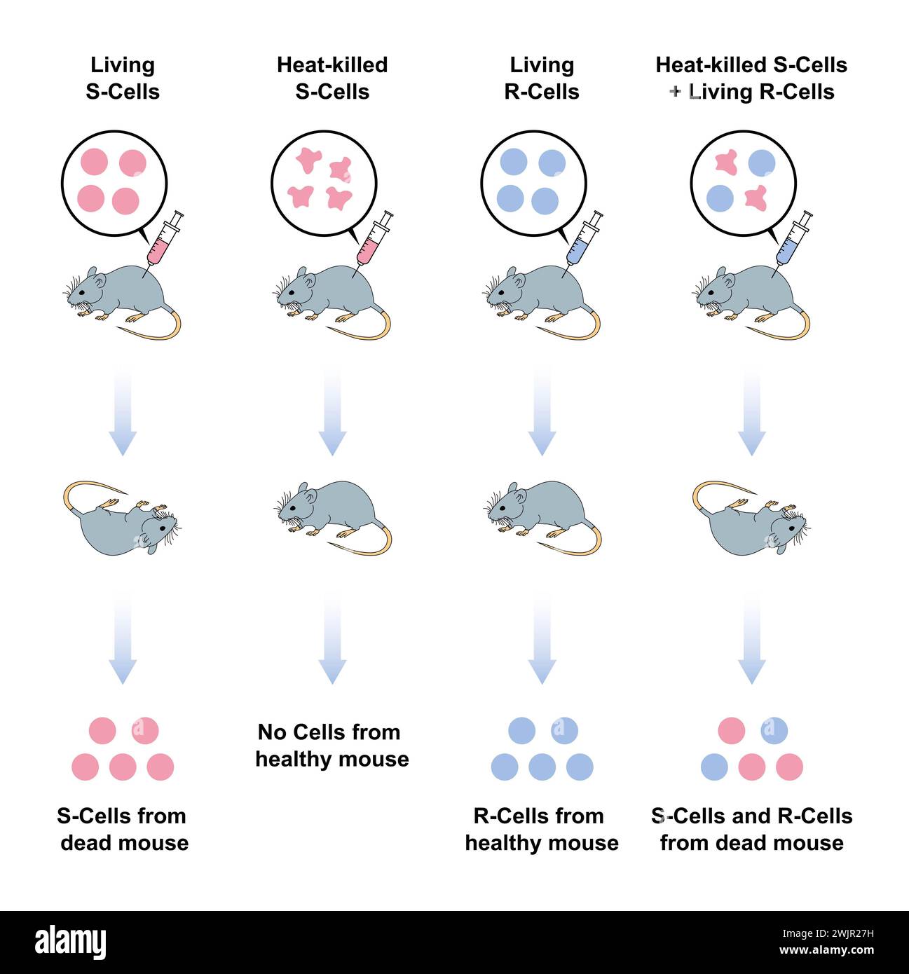 Griffith's experiment, illustration Stock Photo - Alamy