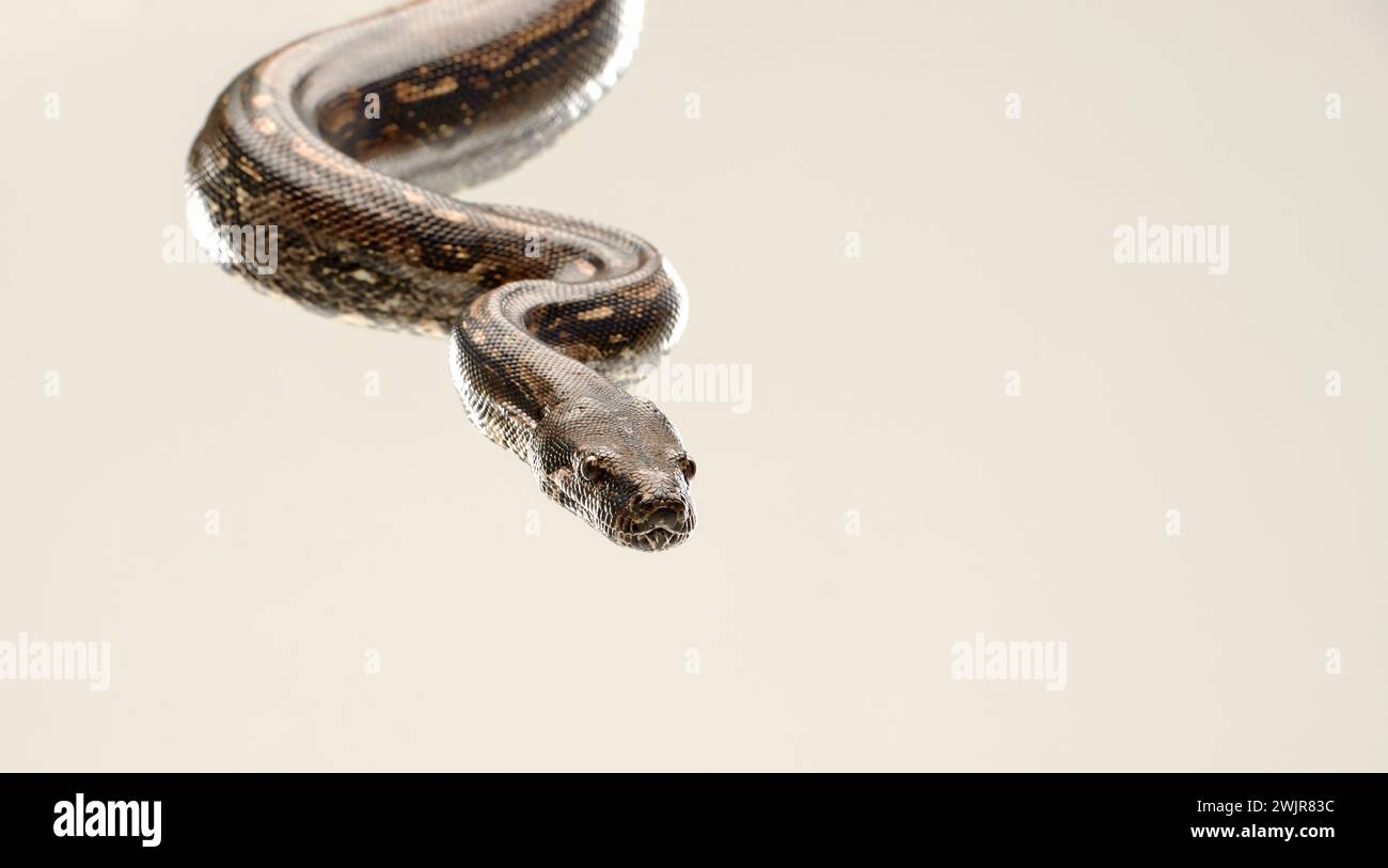 Closeup, snake and Burmese Python with reptile, movement and natural ...