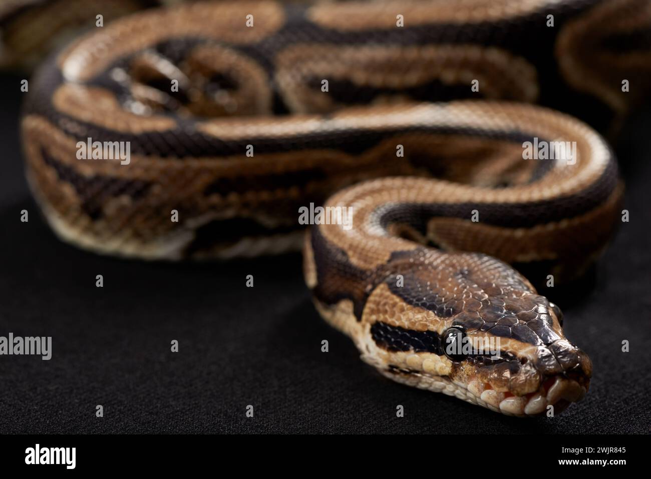 Closeup, snake and scales with python on black background for tropical ...