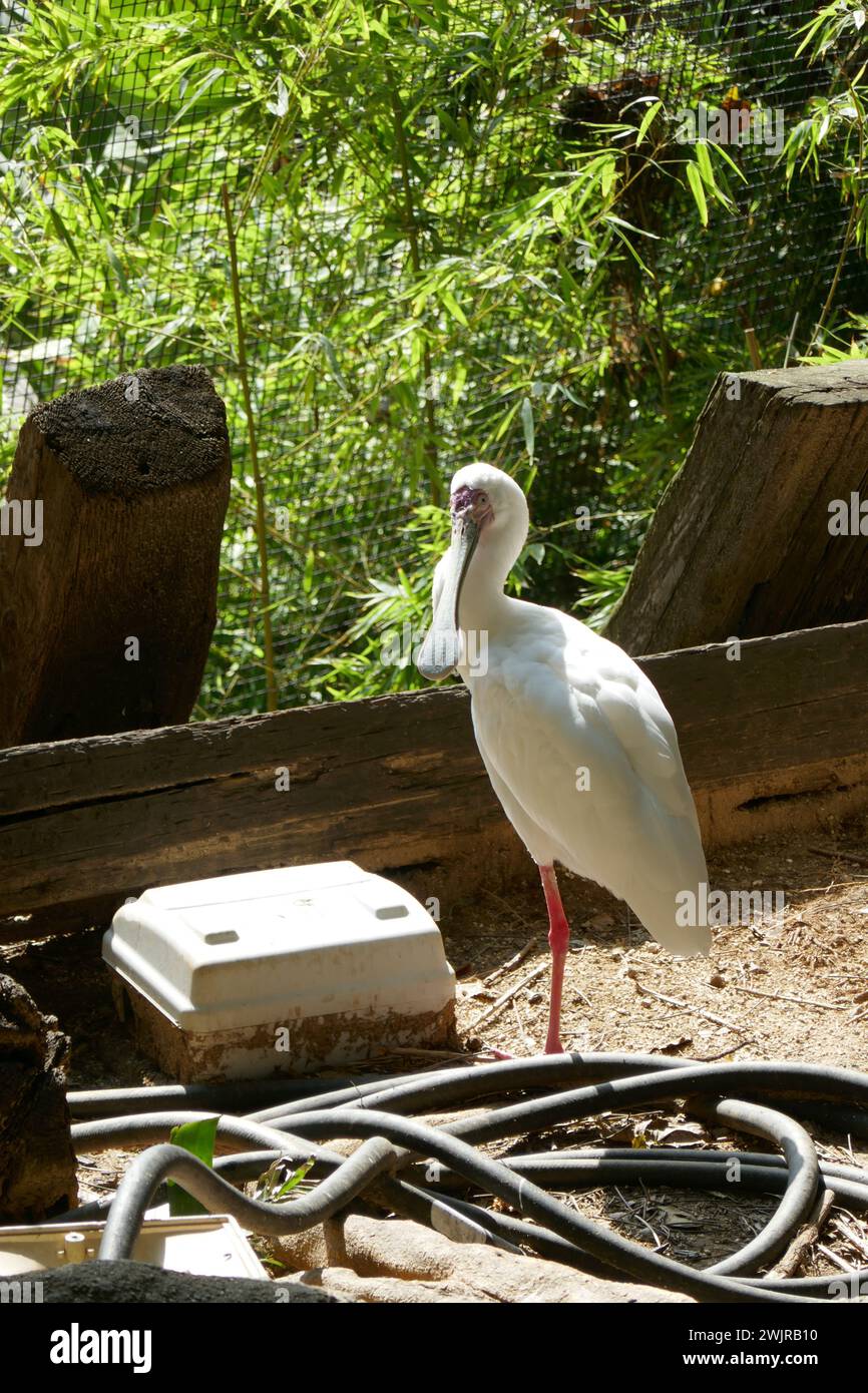 Los Angeles, California, USA 14th February 2024 Spoonbill Bird in ...