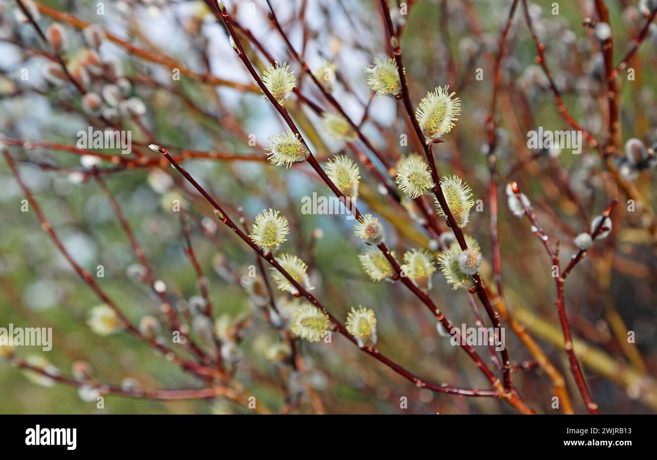 The branch with Catkins - Canada Stock Photo - Alamy