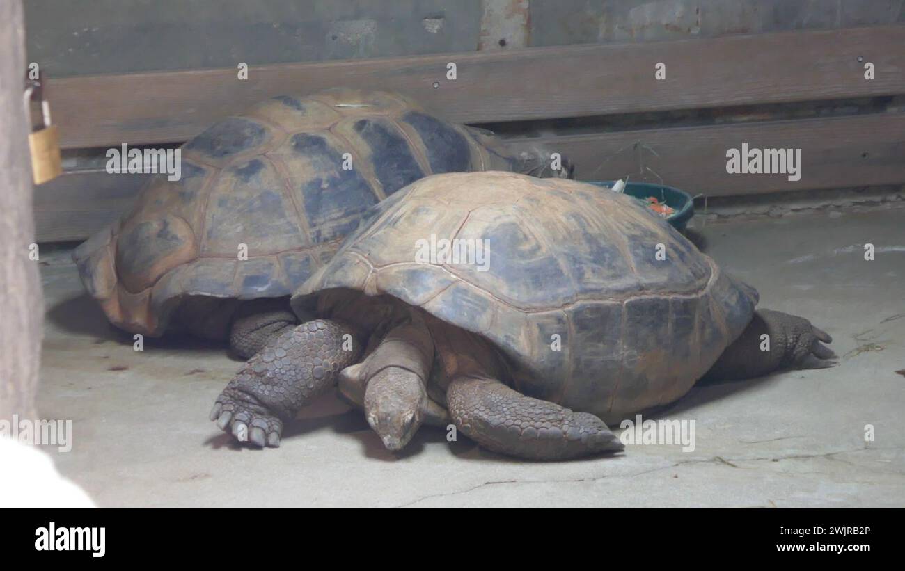 Los Angeles, California, USA 14th February 2024 Aldabra Tortoises at LA ...