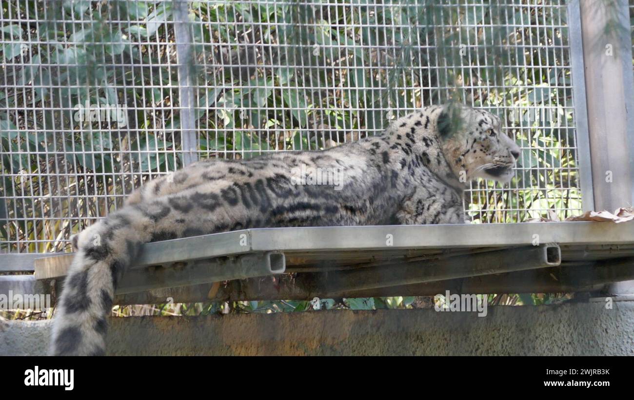 Los Angeles, California, USA 14th February 2024 Snow Leopard at LA Zoo ...