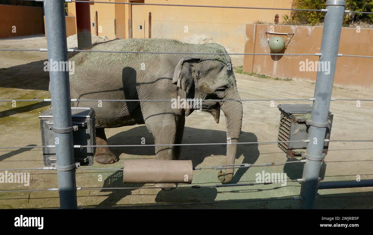 Los Angeles, California, USA 14th February 2024 Asian Elephant Tina at ...
