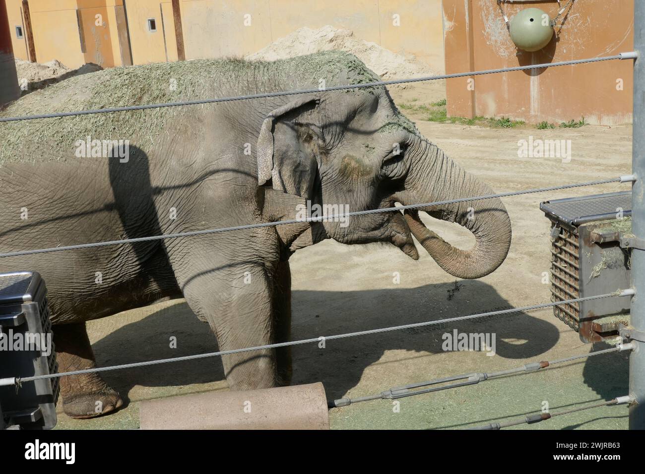 Los Angeles, California, USA 14th February 2024 Asian Elephant Tina at ...