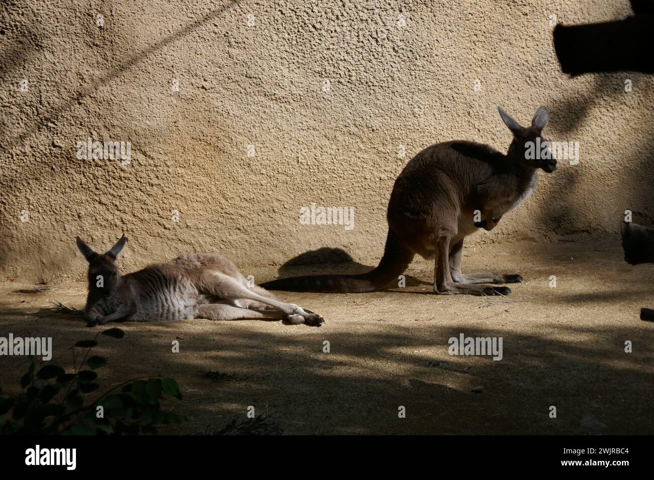 Los Angeles, California, USA 14th February 2024 Gray Kangaroos at LA ...