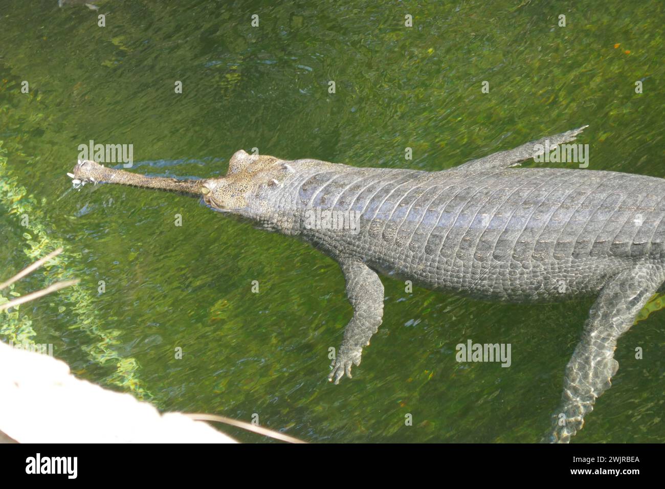 Los Angeles, California, USA 14th February 2024 Indian Gharial at LA ...