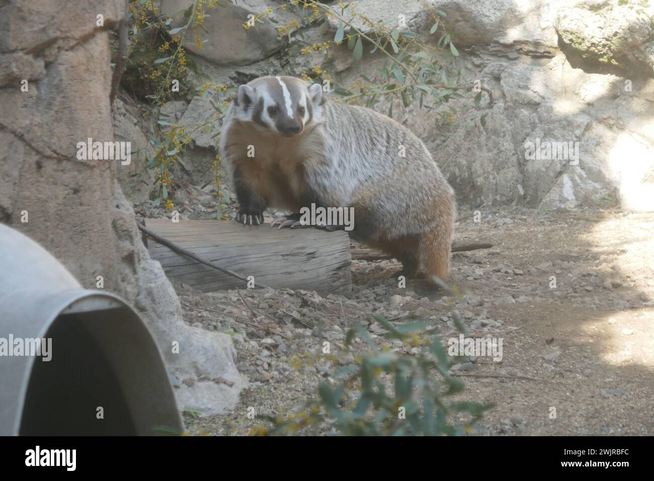 Los Angeles, California, USA 14th February 2024 American Badger Remy at ...